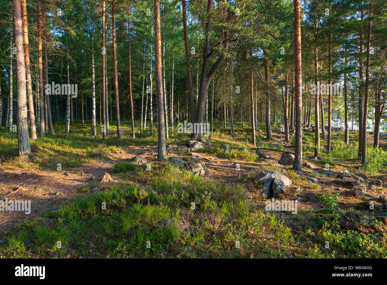 Beautiful finnish forest at sunrise light landscape Stock Photo - Alamy
