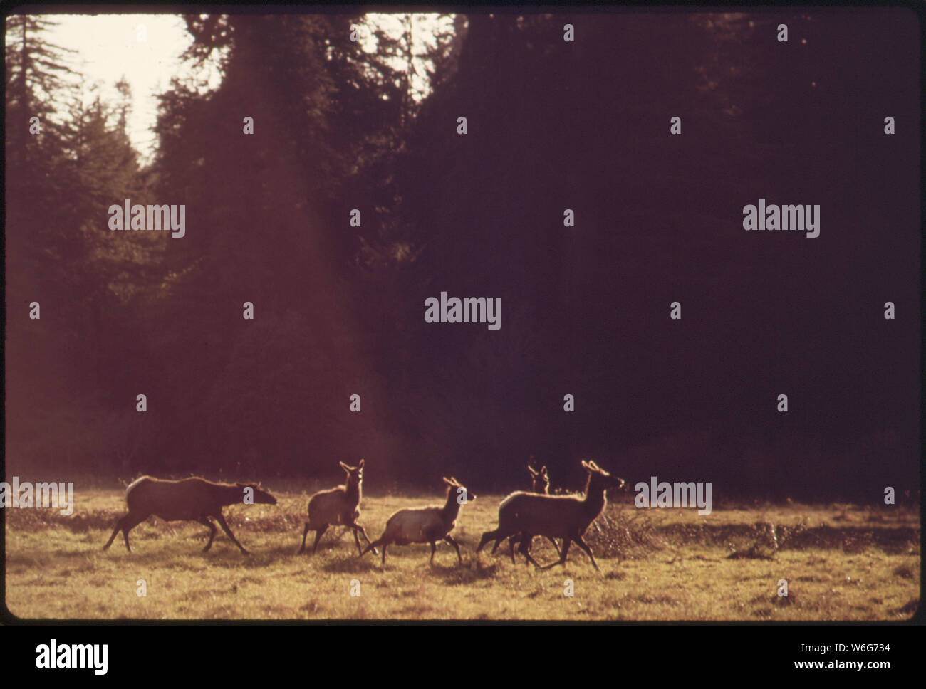 DEER AND MOOSE Stock Photo - Alamy