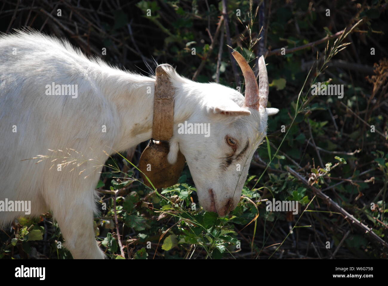 Goat eating leaf hi-res stock photography and images - Alamy
