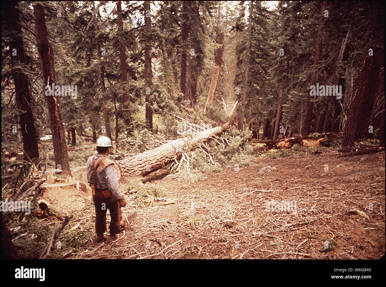 D.JACKSON FELLING RED FIR TREE Stock Photo - Alamy