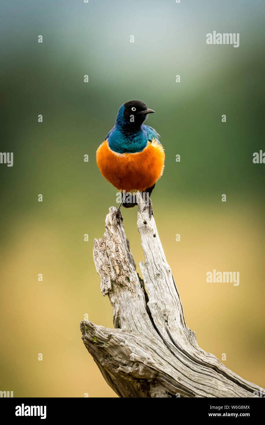 Blue and orange starling hi-res stock photography and images - Alamy