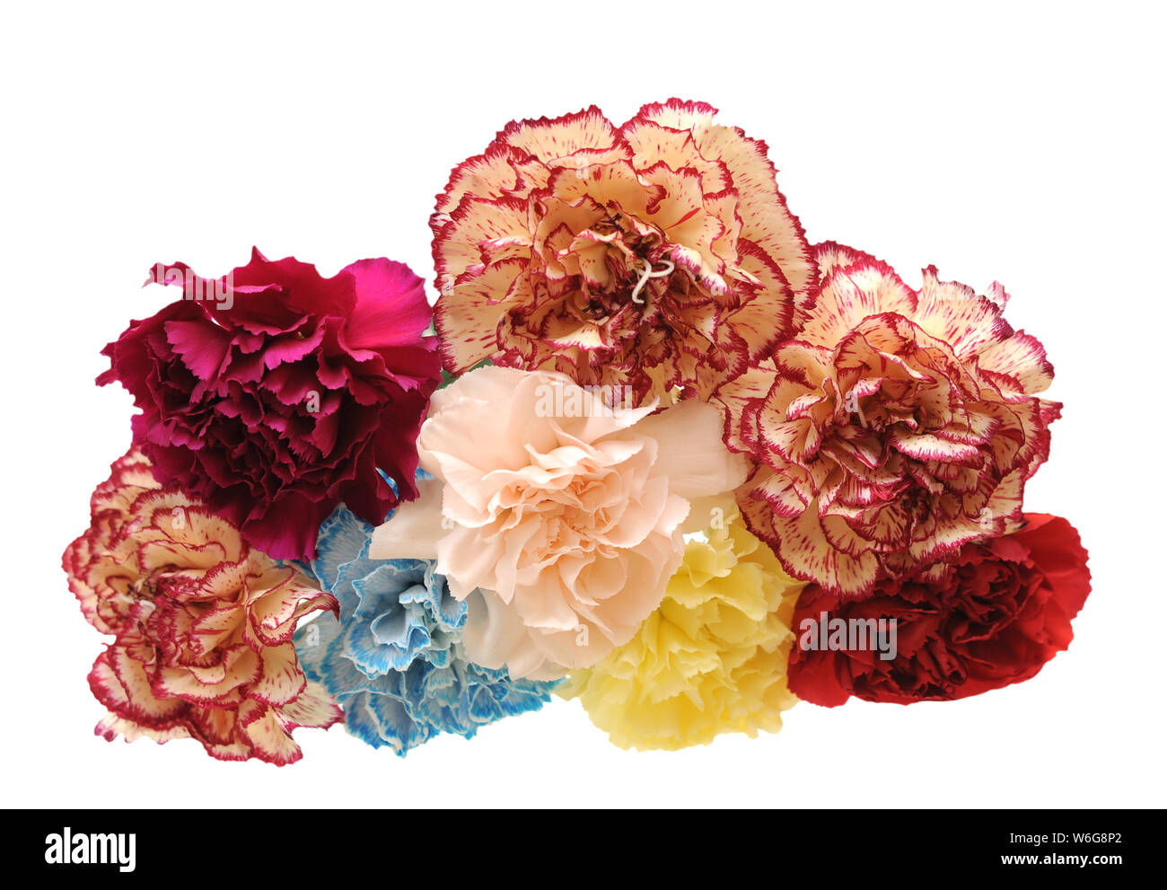 colorful carnation isolated on white background Stock Photo - Alamy
