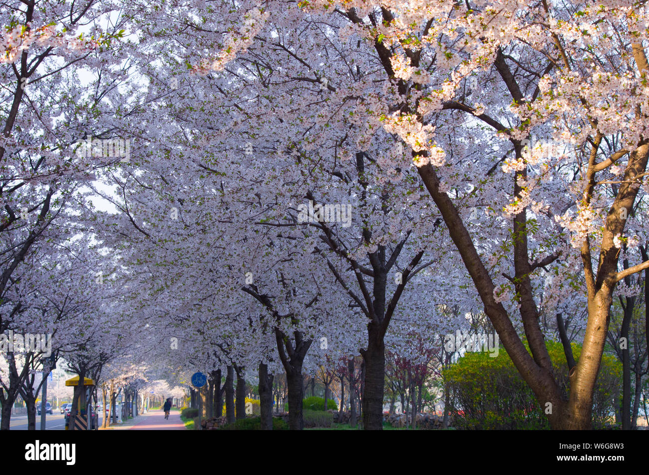cherry blossom in spring Stock Photo - Alamy