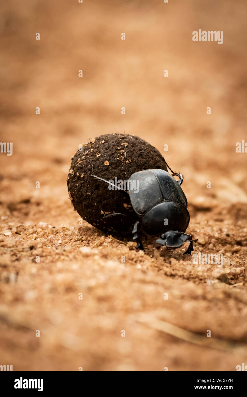 Rolling dung ball hi-res stock photography and images - Alamy