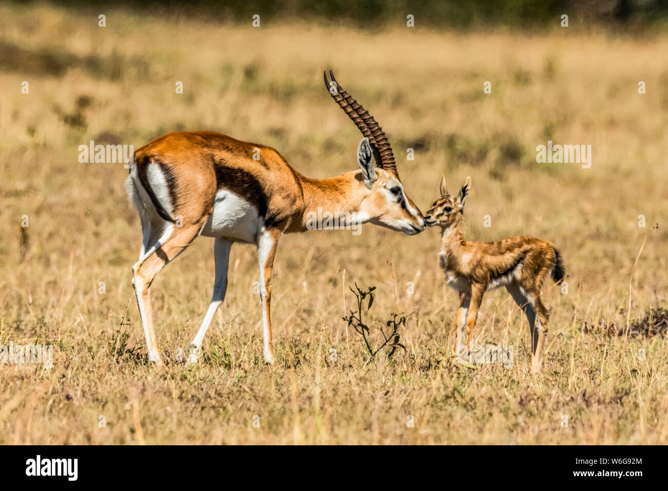 Female Thomson gazelle (Eudorcas thomsonii) bends to kiss baby ...