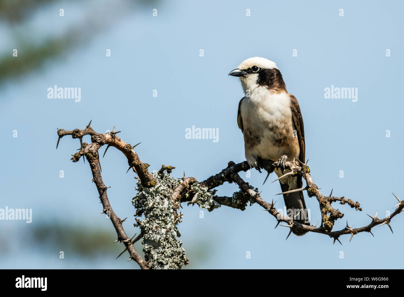 African shrike hi-res stock photography and images - Alamy