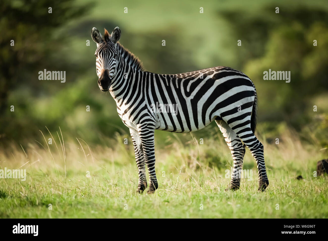 Quagga stands hi-res stock photography and images - Alamy