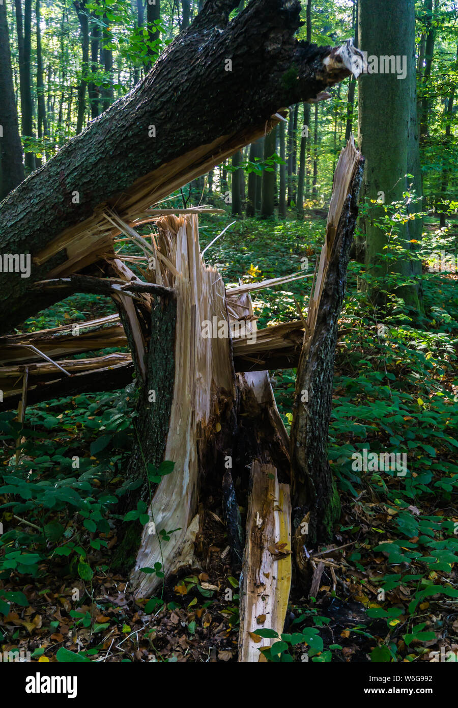 Broken and fallen hi-res stock photography and images - Alamy