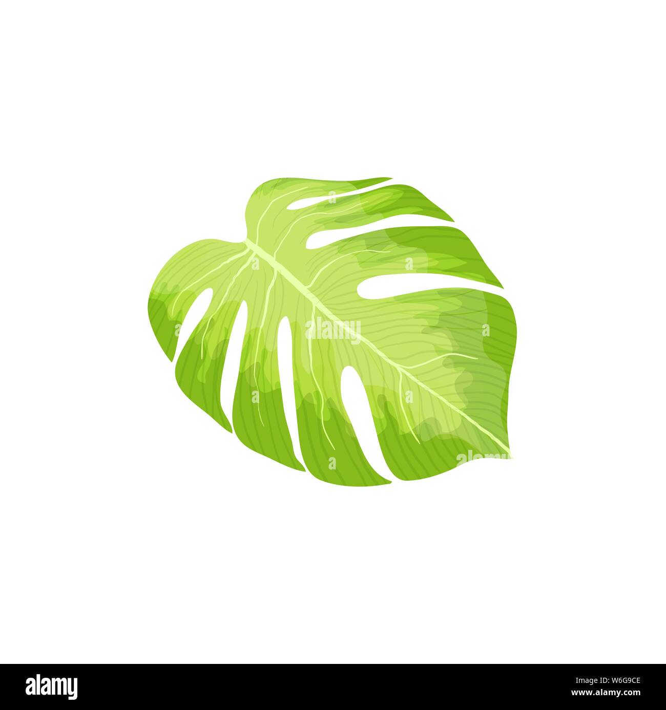 Single Green Leaf Vector