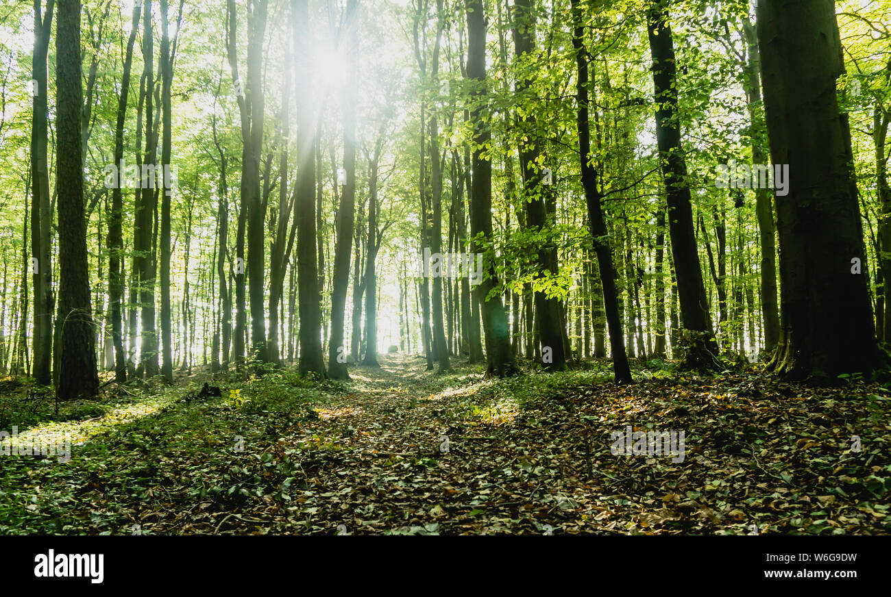 path in light flooded forest lens flare Stock Photo - Alamy