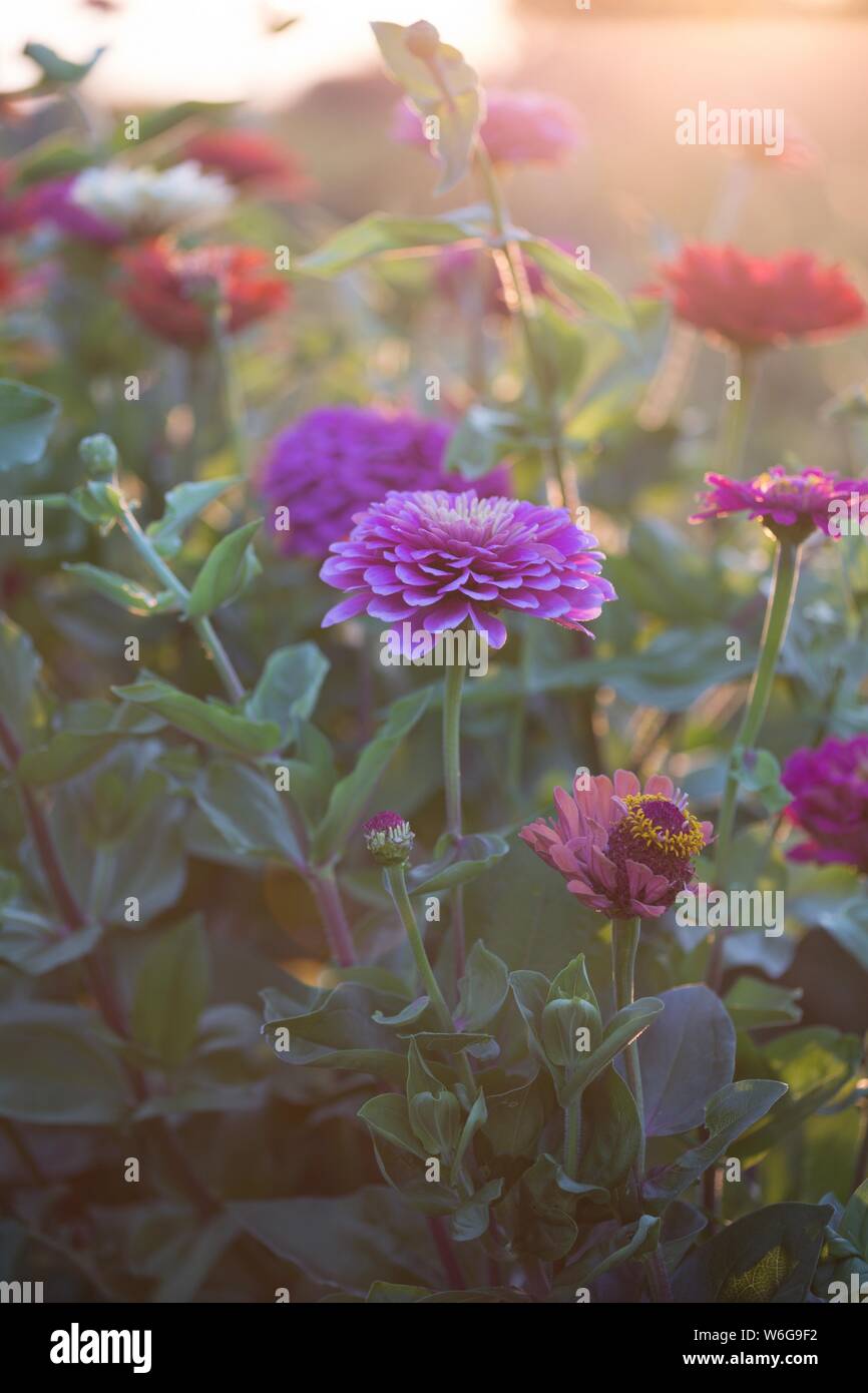 Zinnia in sunset time at the garden Stock Photo - Alamy