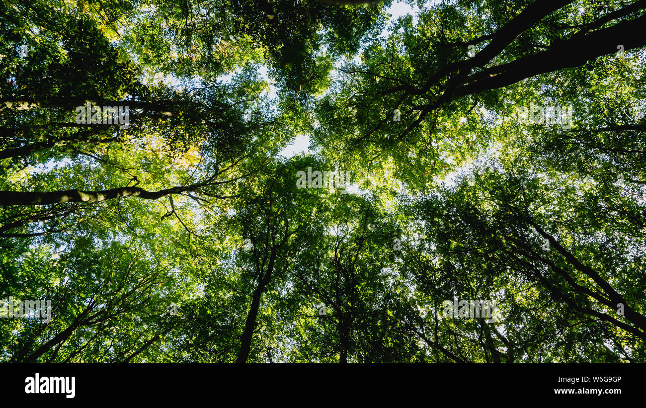 Looking up at treetop hi-res stock photography and images - Alamy