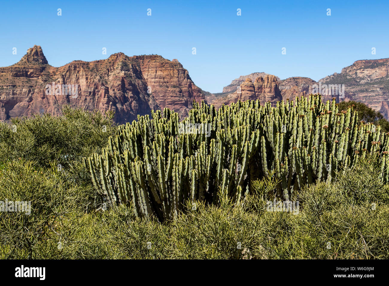 Arborescent hi-res stock photography and images - Alamy