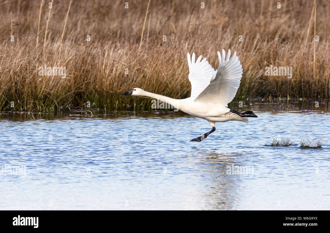 Pungo unit hi-res stock photography and images - Alamy