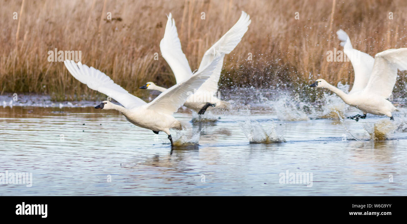 A group of Tundra Swan Cygnus columbianus take flight at the Pungo Unit ...