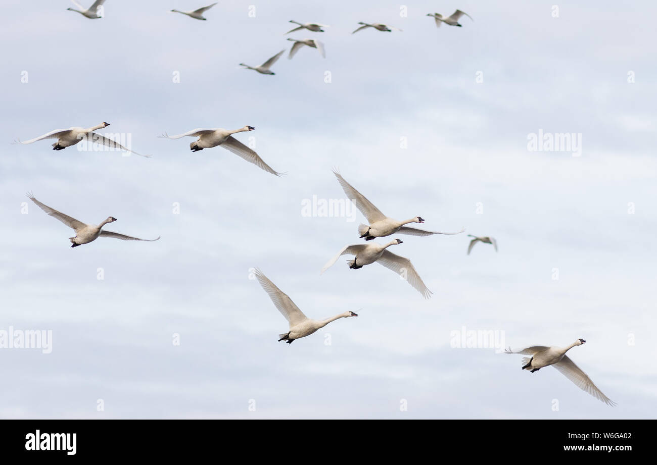 A group of Tundra Swan Cygnus columbianus in flight over the Pungo Unit ...