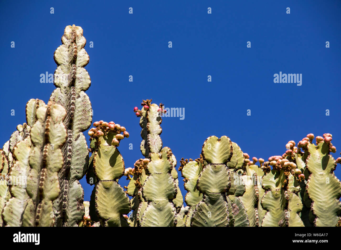 Arborescent cacti; Dugem, Tigray Region, Ethiopia Stock Photo - Alamy