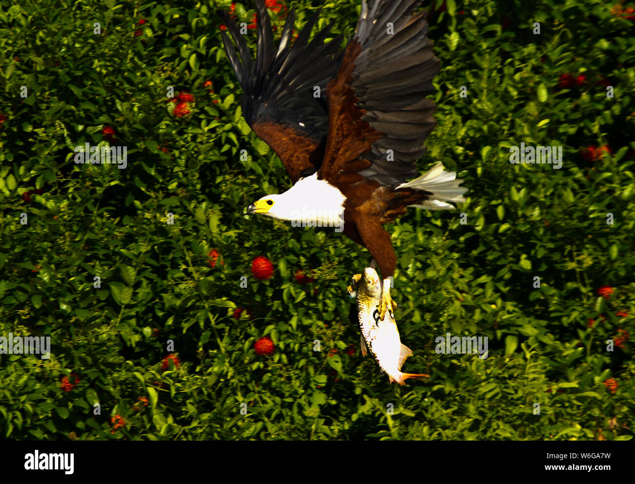 A Fish Eaglecarries off a nice sized Tgerfish to eat at its leisure ...