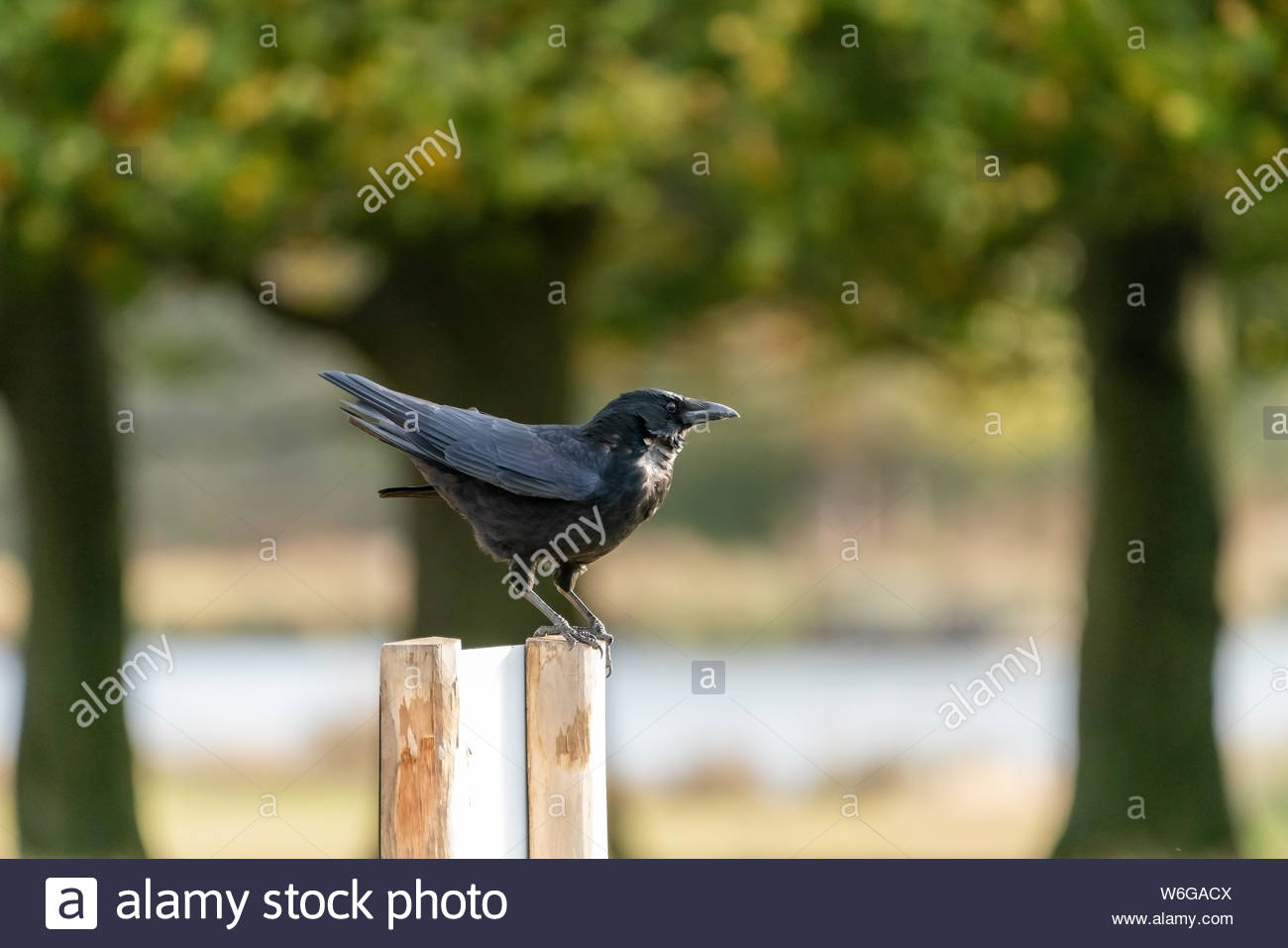 Corvidae Family Of Birds High Resolution Stock Photography and Images ...