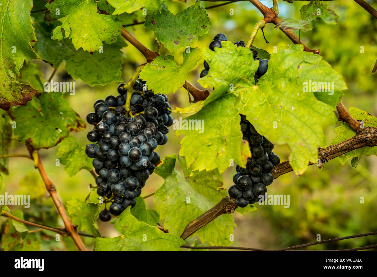 Cluster of grapes on a vine in a vineyard surrounding the hilltop ...