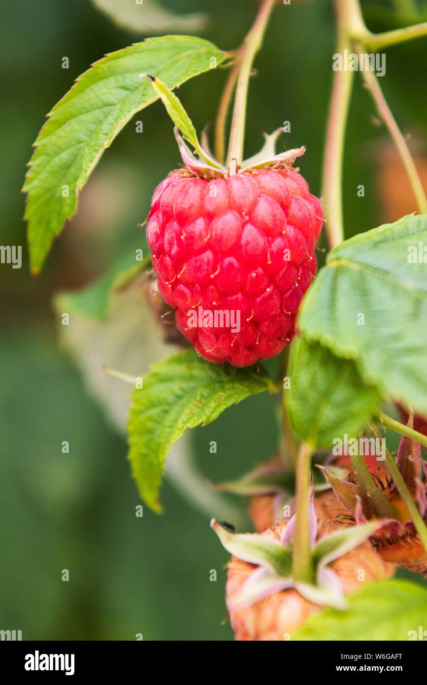 Single Raspberry on the bush Stock Photo - Alamy