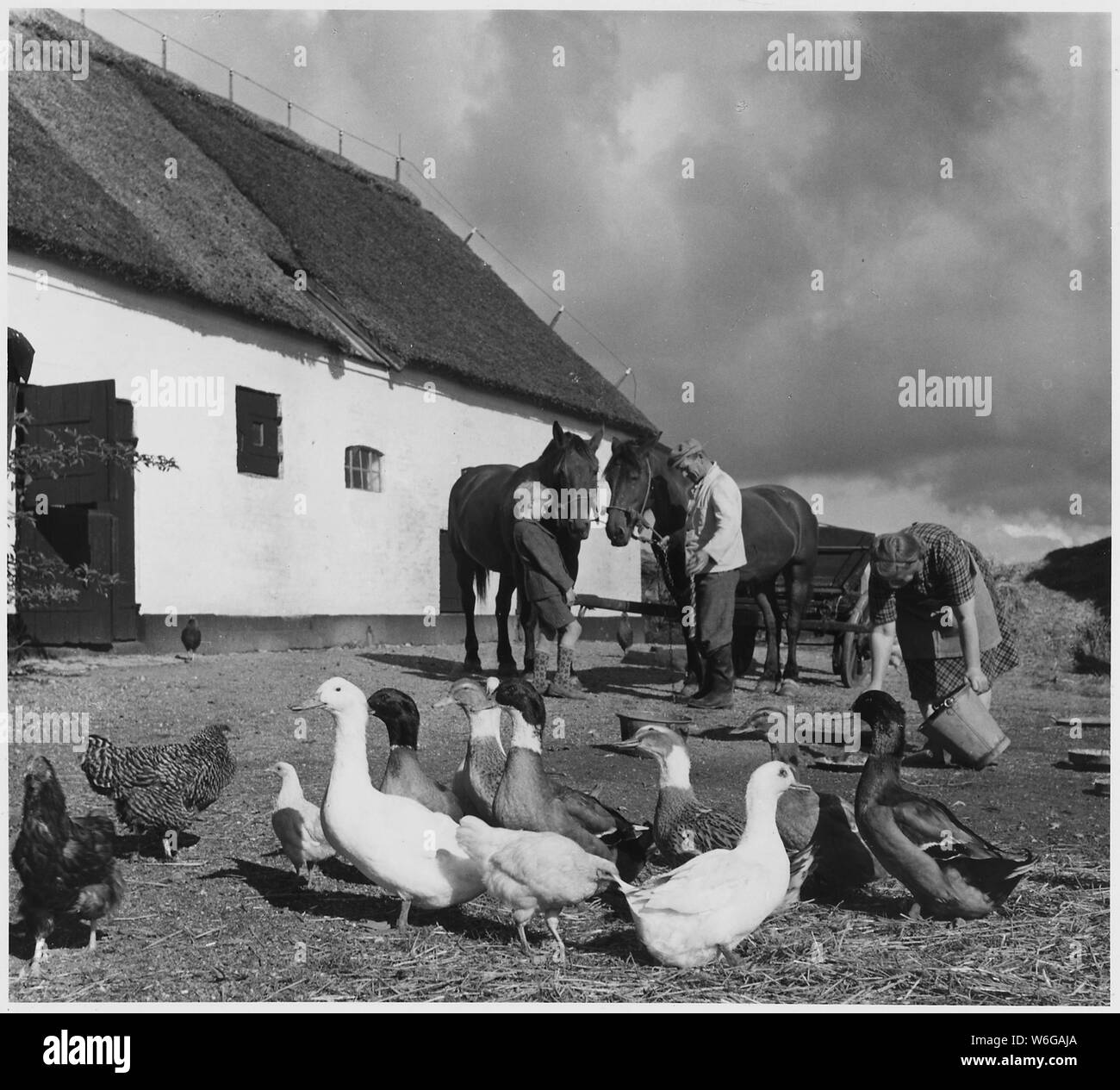 Denmark. [A family on a farm.] Stock Photo - Alamy