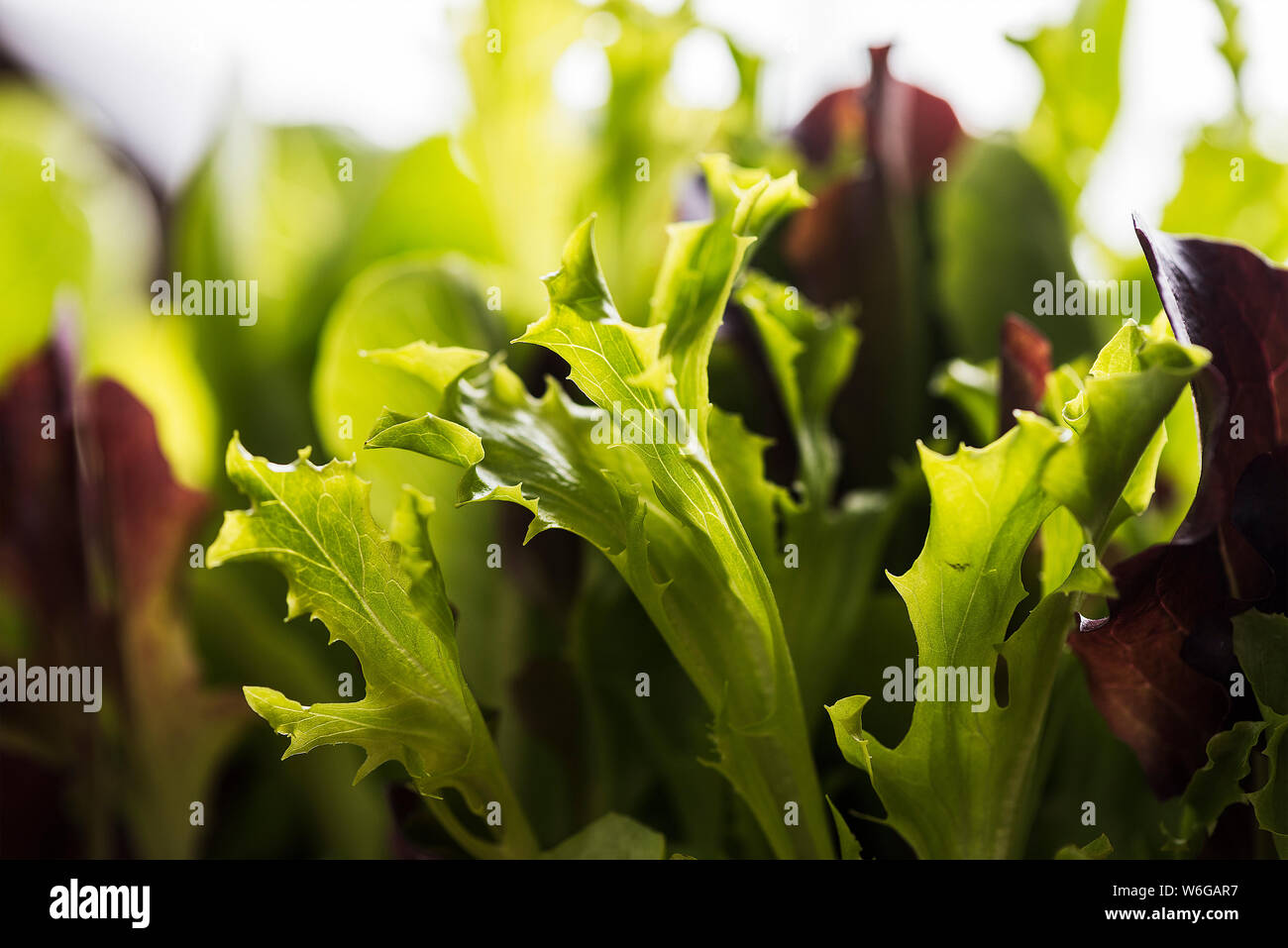 Close up mixed ingredients meal hi-res stock photography and images - Alamy