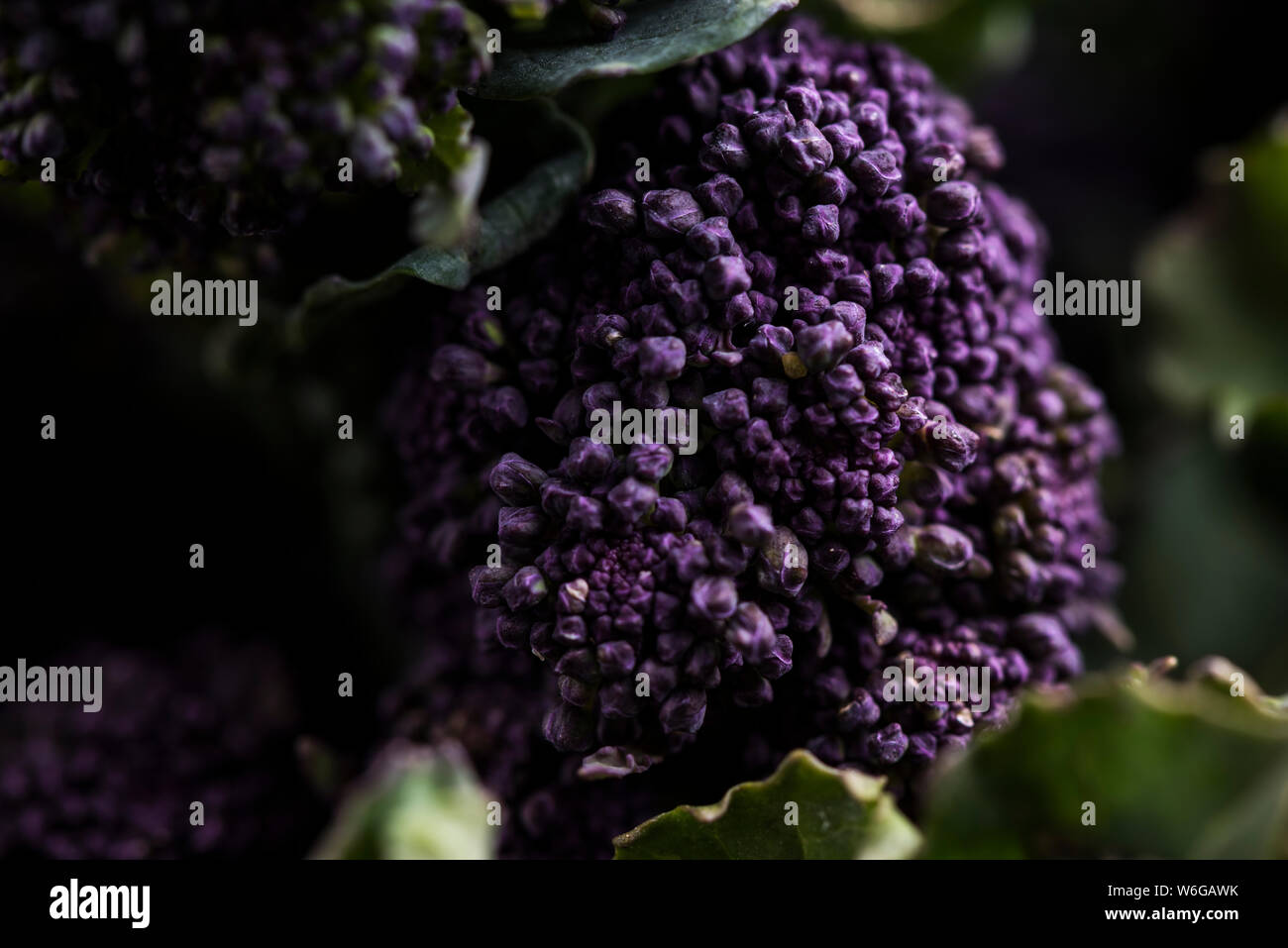 Colourful broccoli hi-res stock photography and images - Alamy