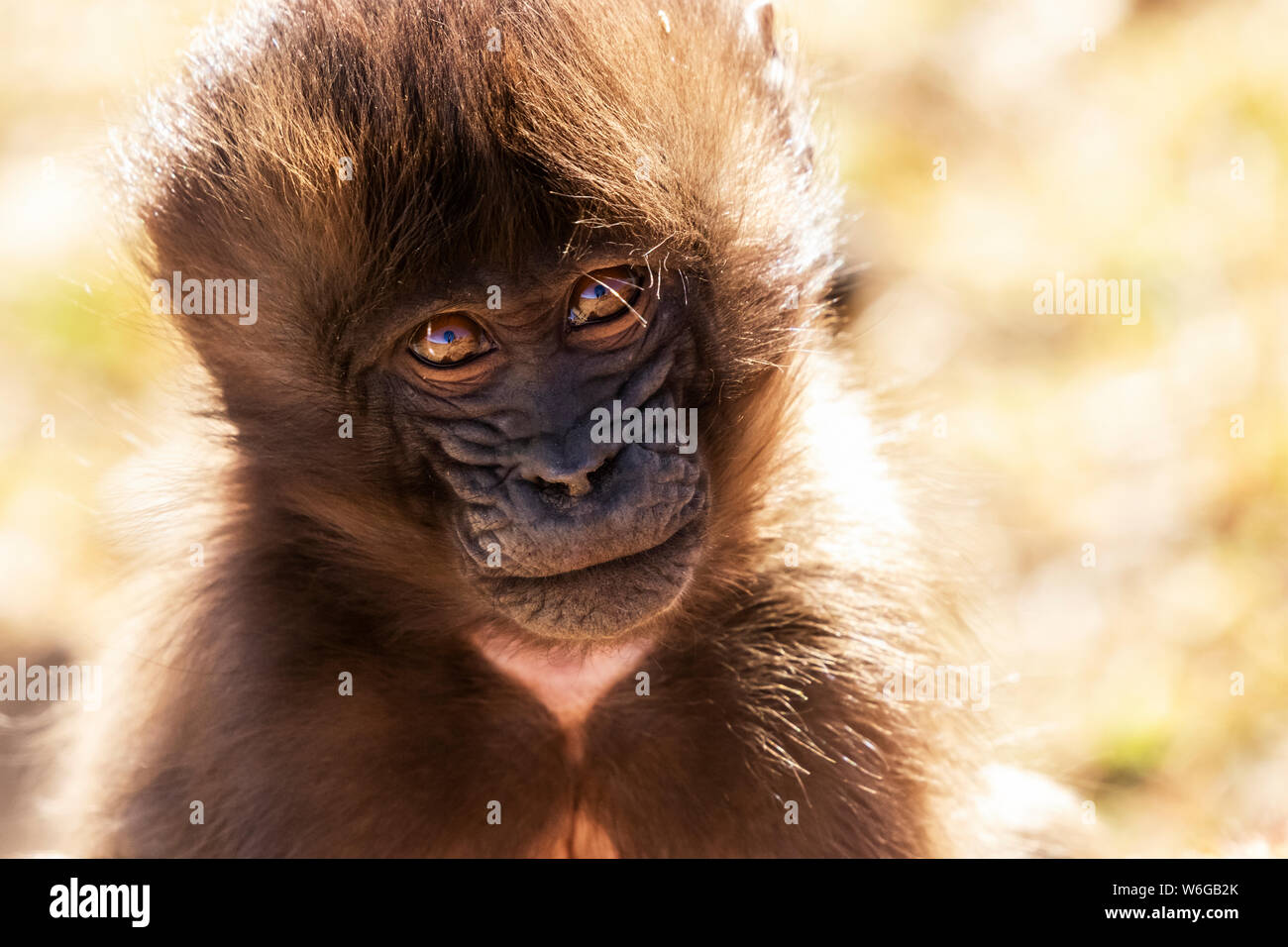 Gelada baby (Theropithecus gelada), Simien National Park; Amhara Region ...