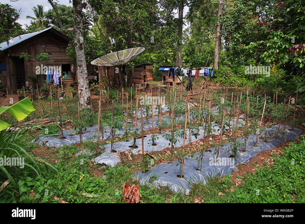 The life in Village of Indonesia Stock Photo - Alamy