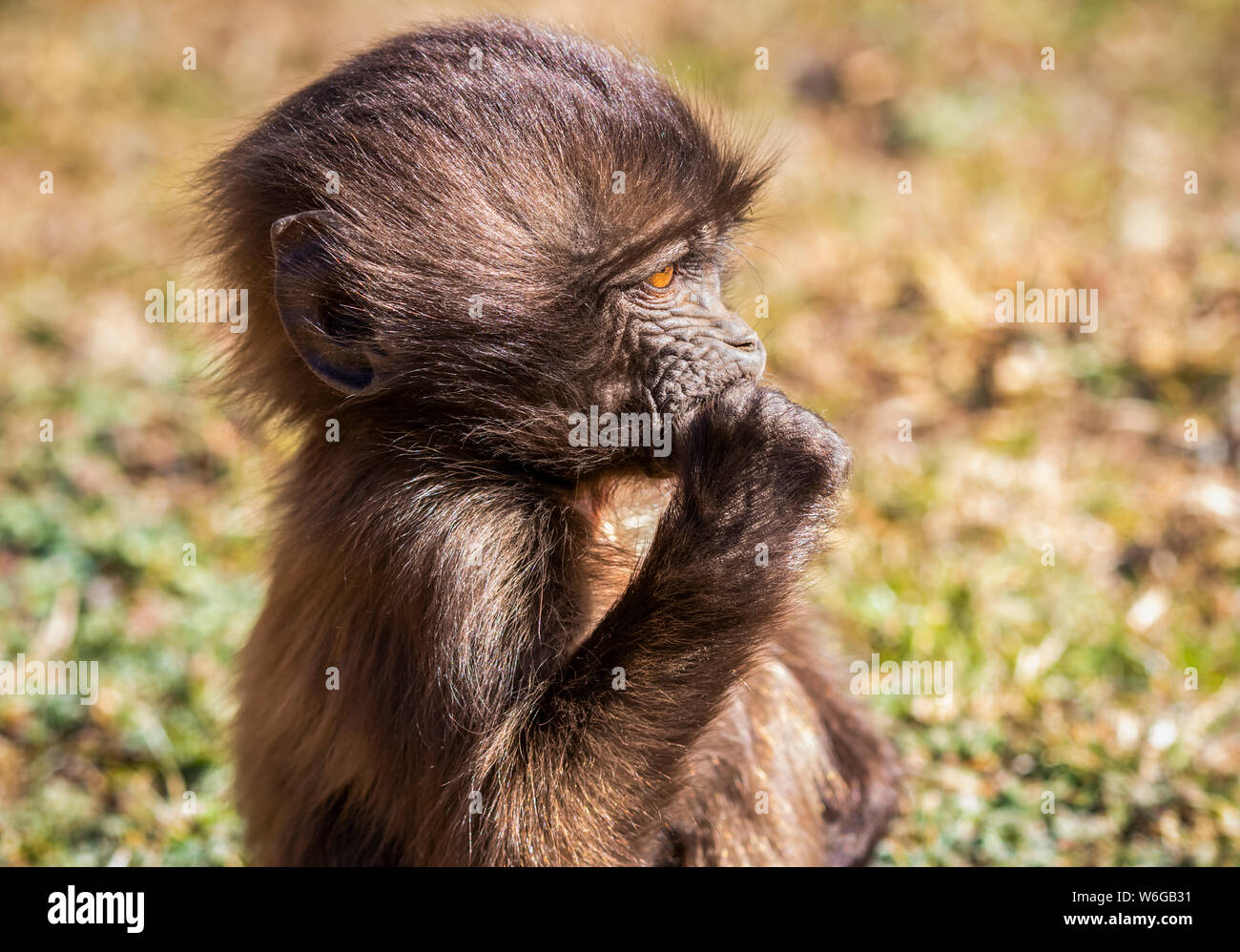 Gelada baby (Theropithecus gelada), Simien National Park; Amhara Region ...