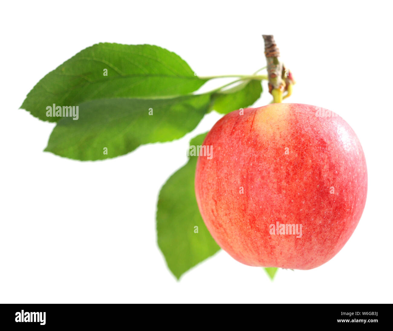 a fresh apple isolated on white background Stock Photo - Alamy