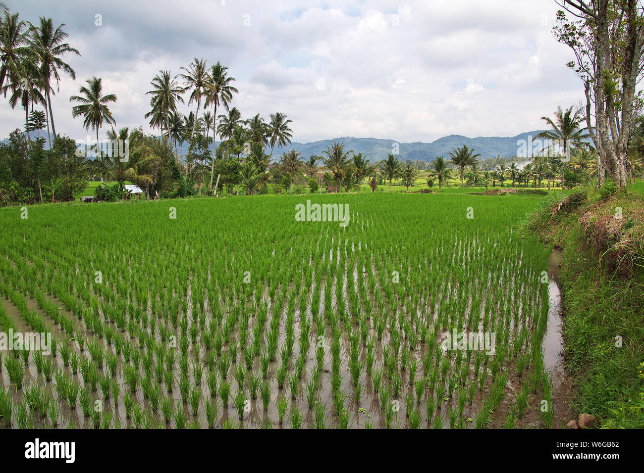 Rice fields in village of Indonesia Stock Photo - Alamy