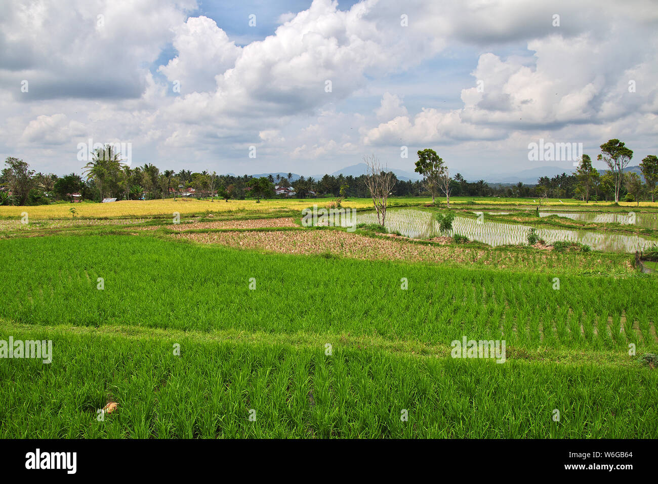 Rice fields in village of Indonesia Stock Photo - Alamy