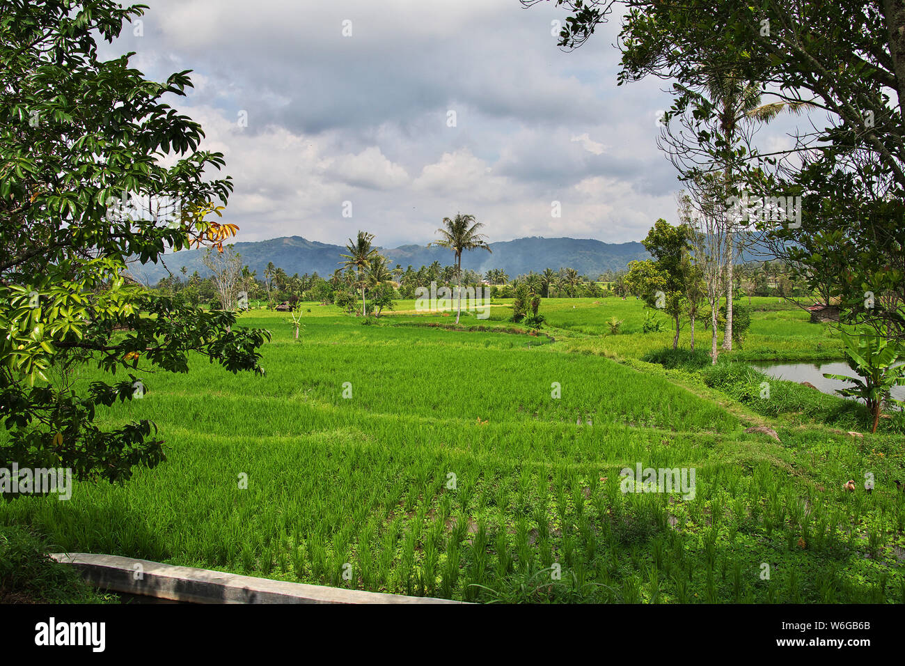 Rice fields in village of Indonesia Stock Photo - Alamy