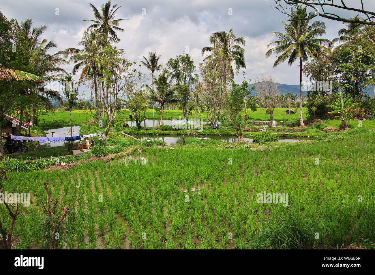 Rice fields in village of Indonesia Stock Photo - Alamy
