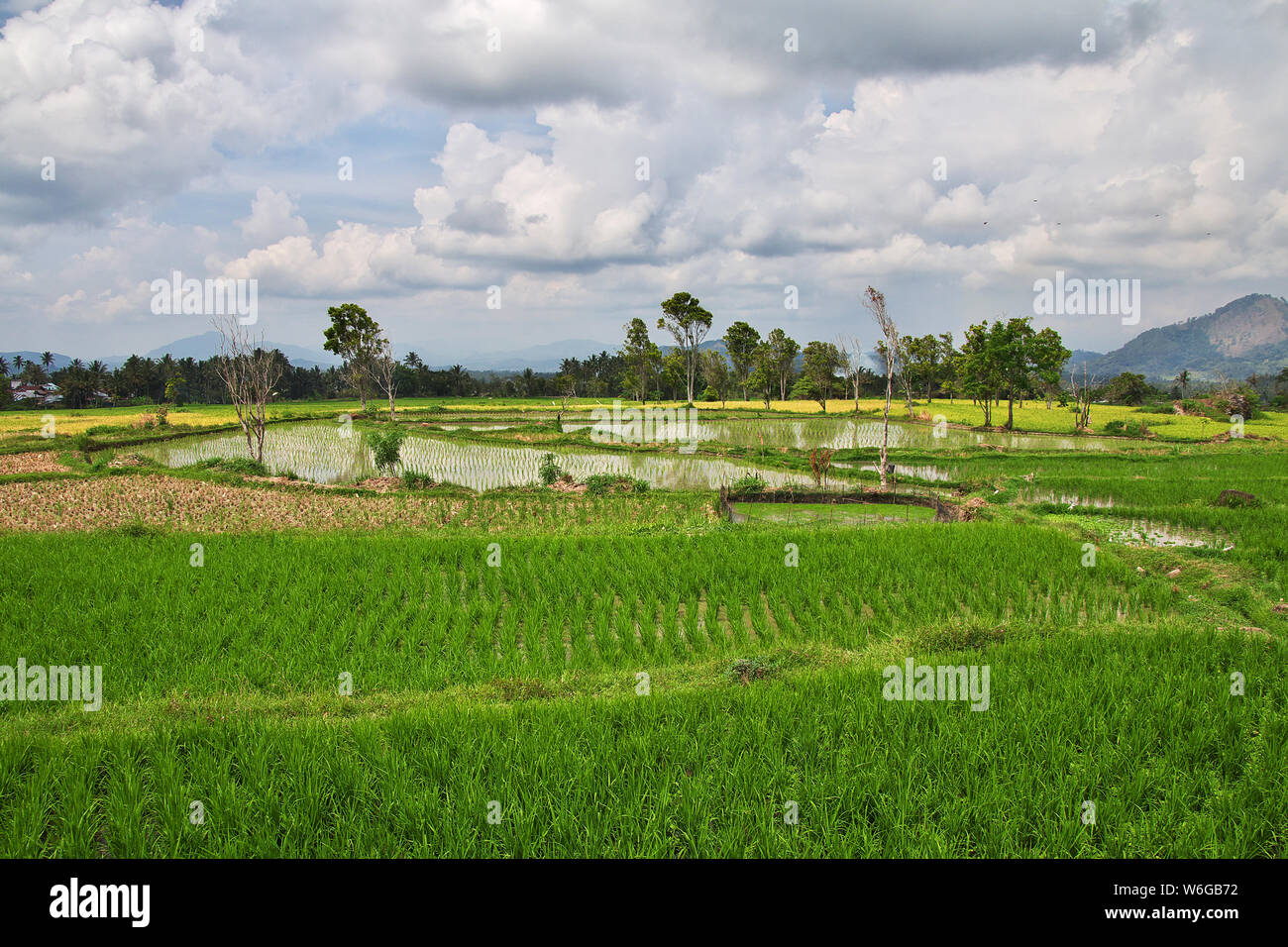 Rice fields in village of Indonesia Stock Photo - Alamy