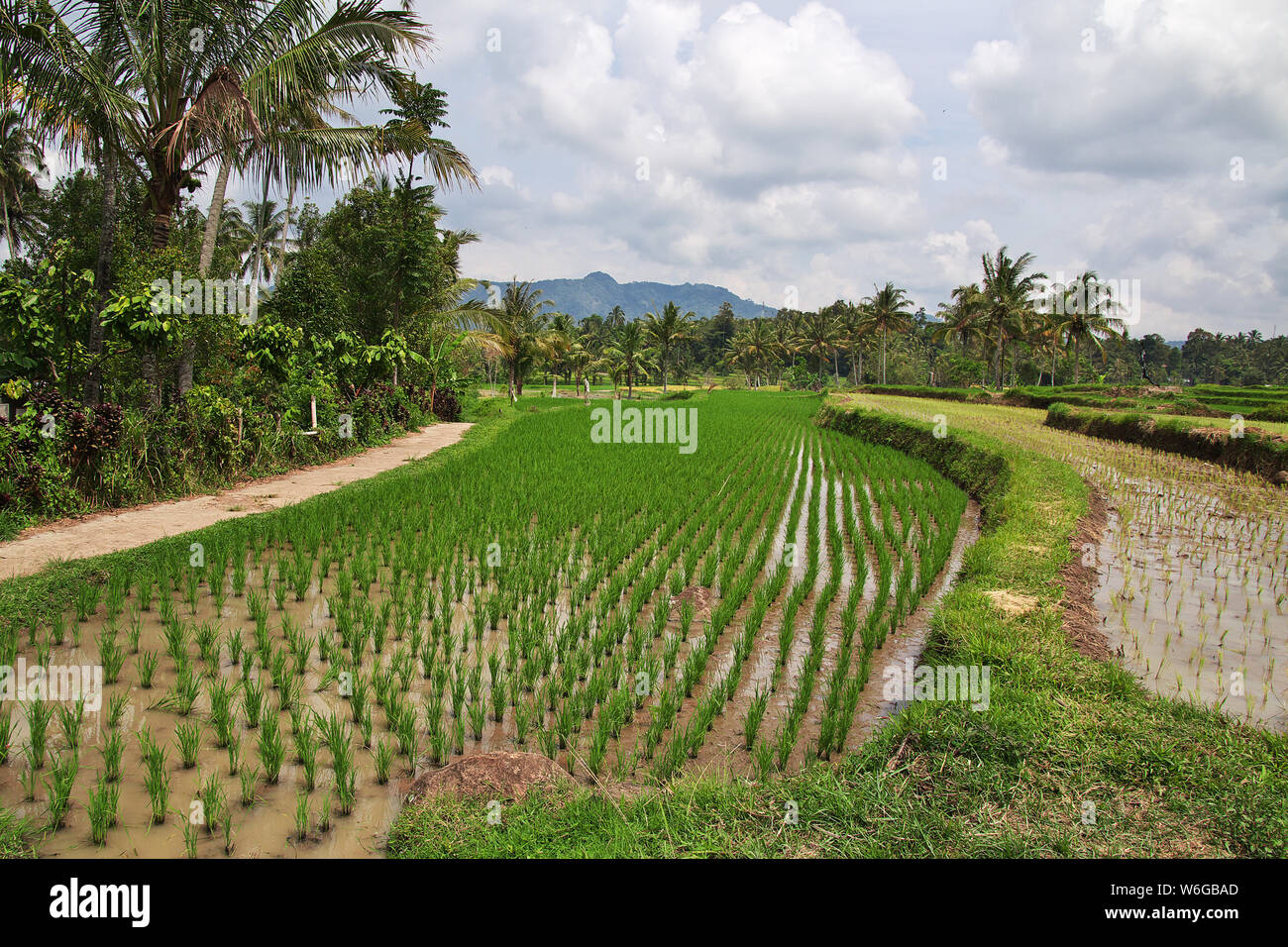 Rice fields in village of Indonesia Stock Photo - Alamy
