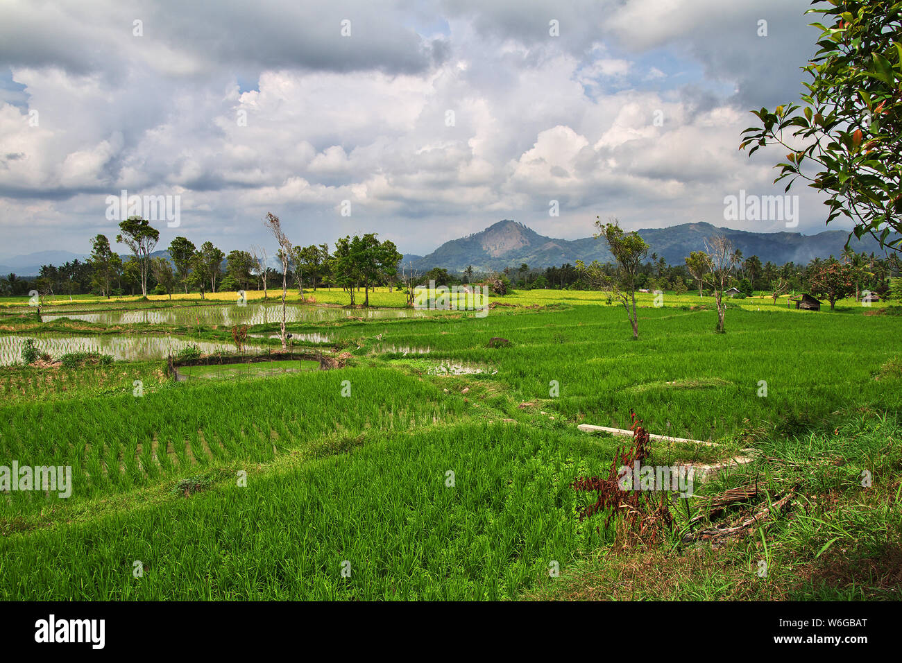 Rice fields in village of Indonesia Stock Photo - Alamy