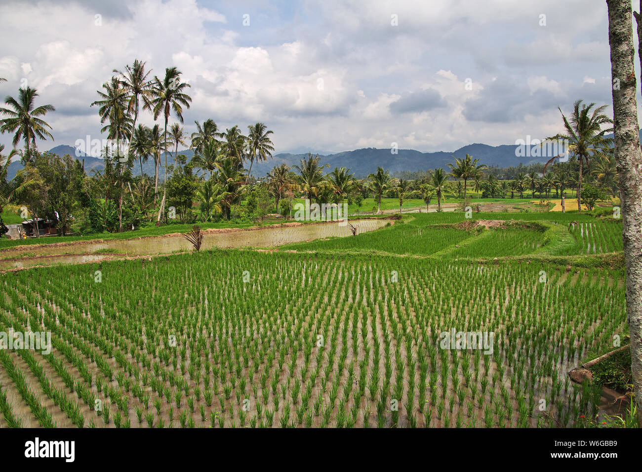 Rice fields in village of Indonesia Stock Photo - Alamy