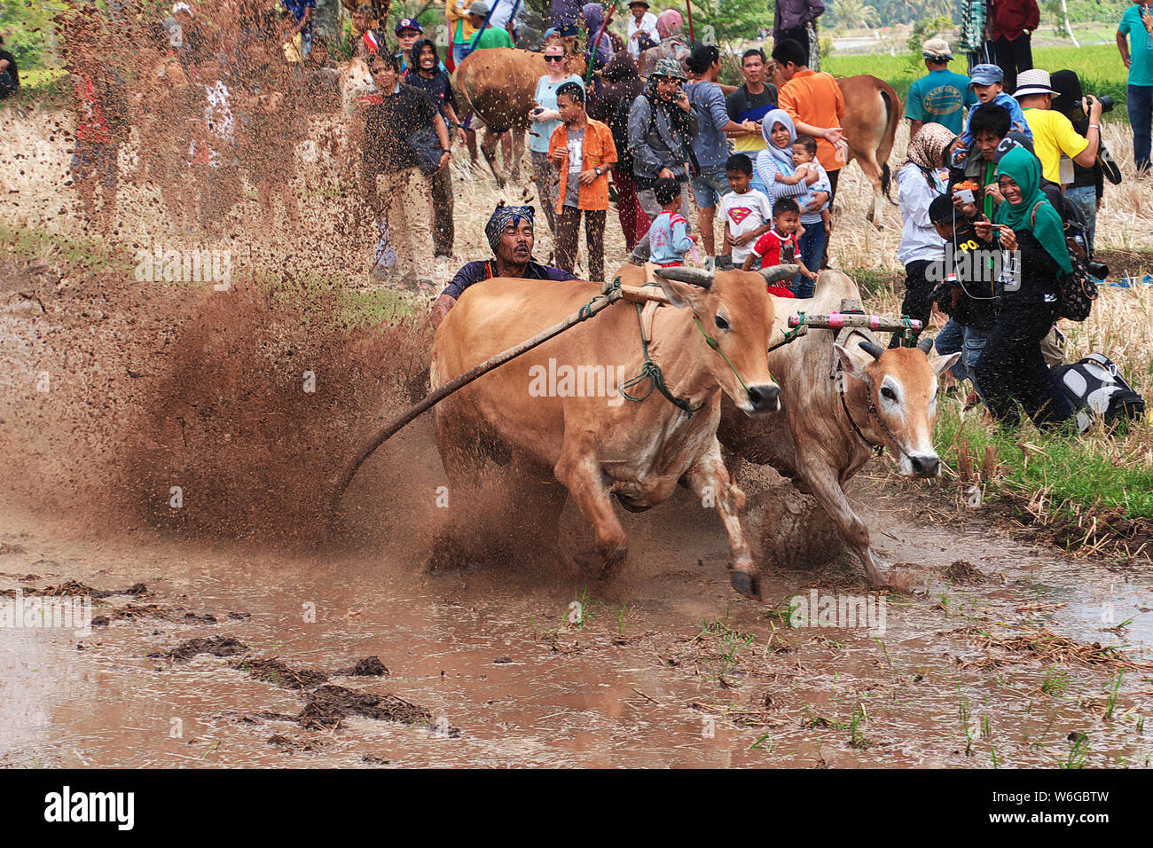 Pacu jawi bull hi-res stock photography and images - Alamy