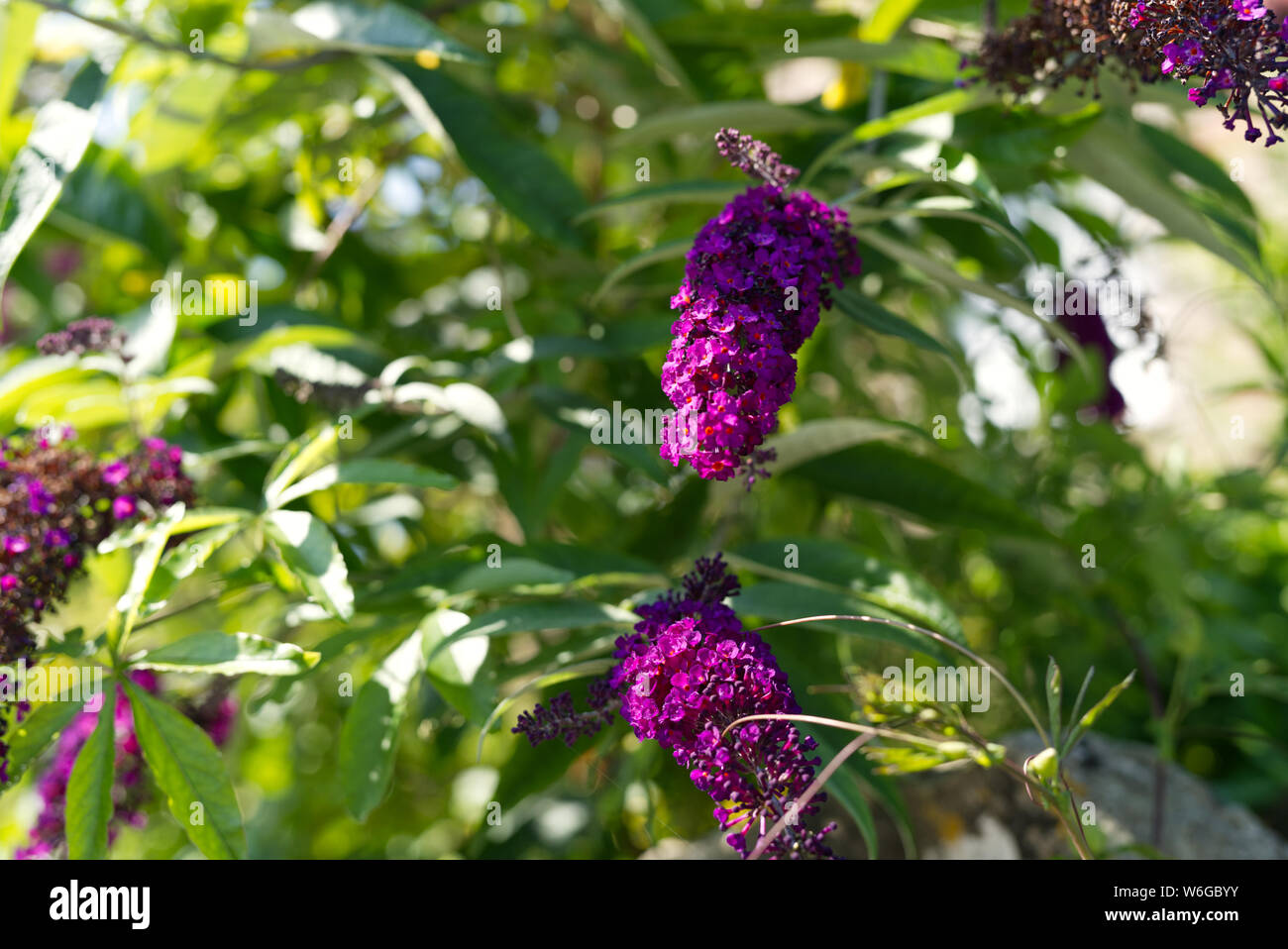 A purple butterfly bush (Buddleja Davidii) at a residential garden in ...