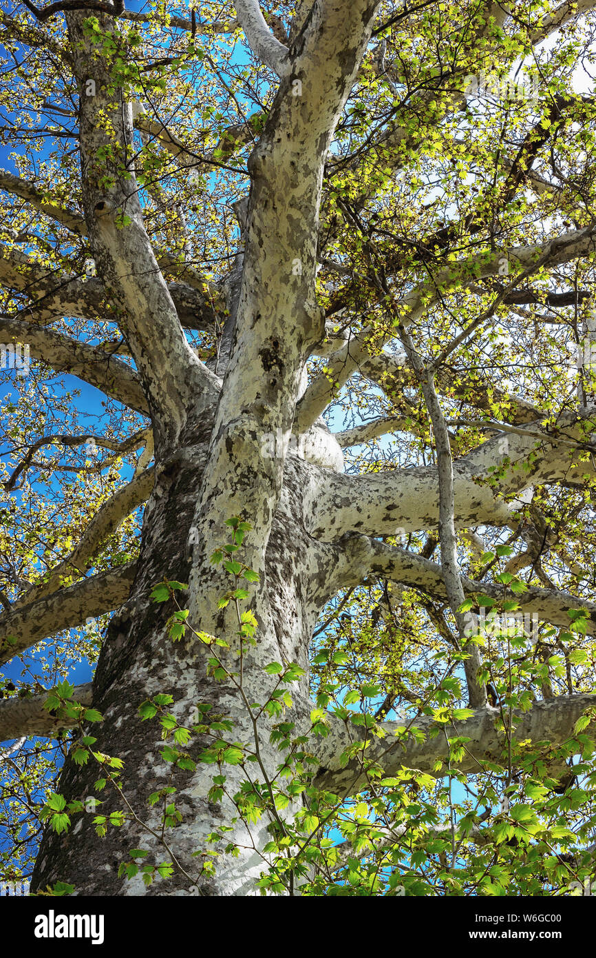 500 year old giant sycamore tree in the garden of Khan's Palace in ...