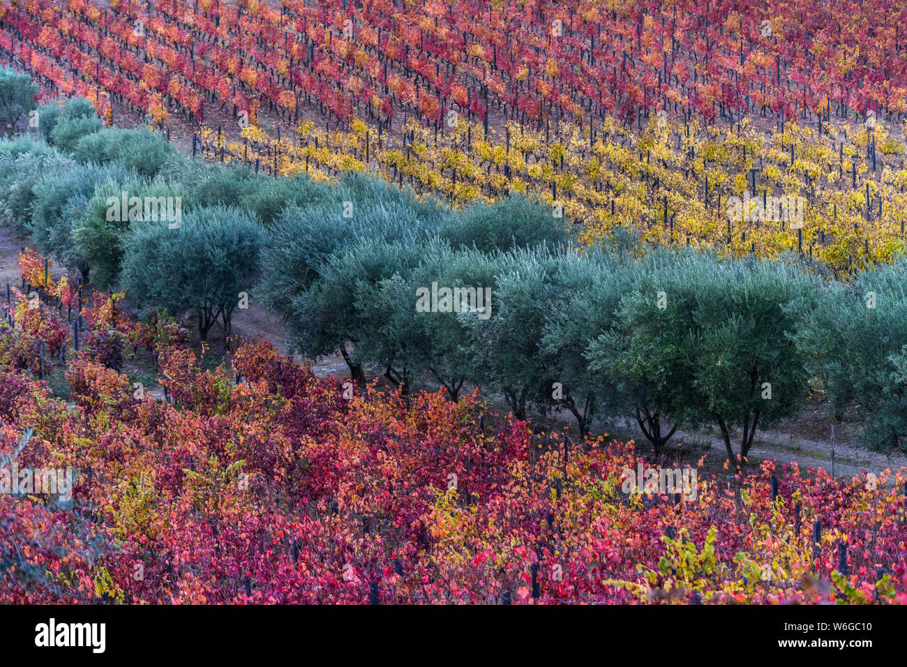 Tree line on the vineyard hi-res stock photography and images - Alamy