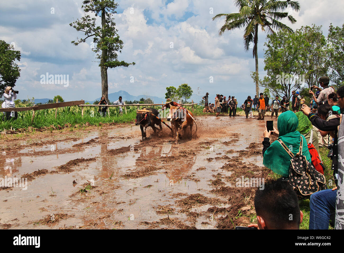 Padang, Indonesia - 30 Jul 2016. Festival Pacu Jawi (The bull racing ...