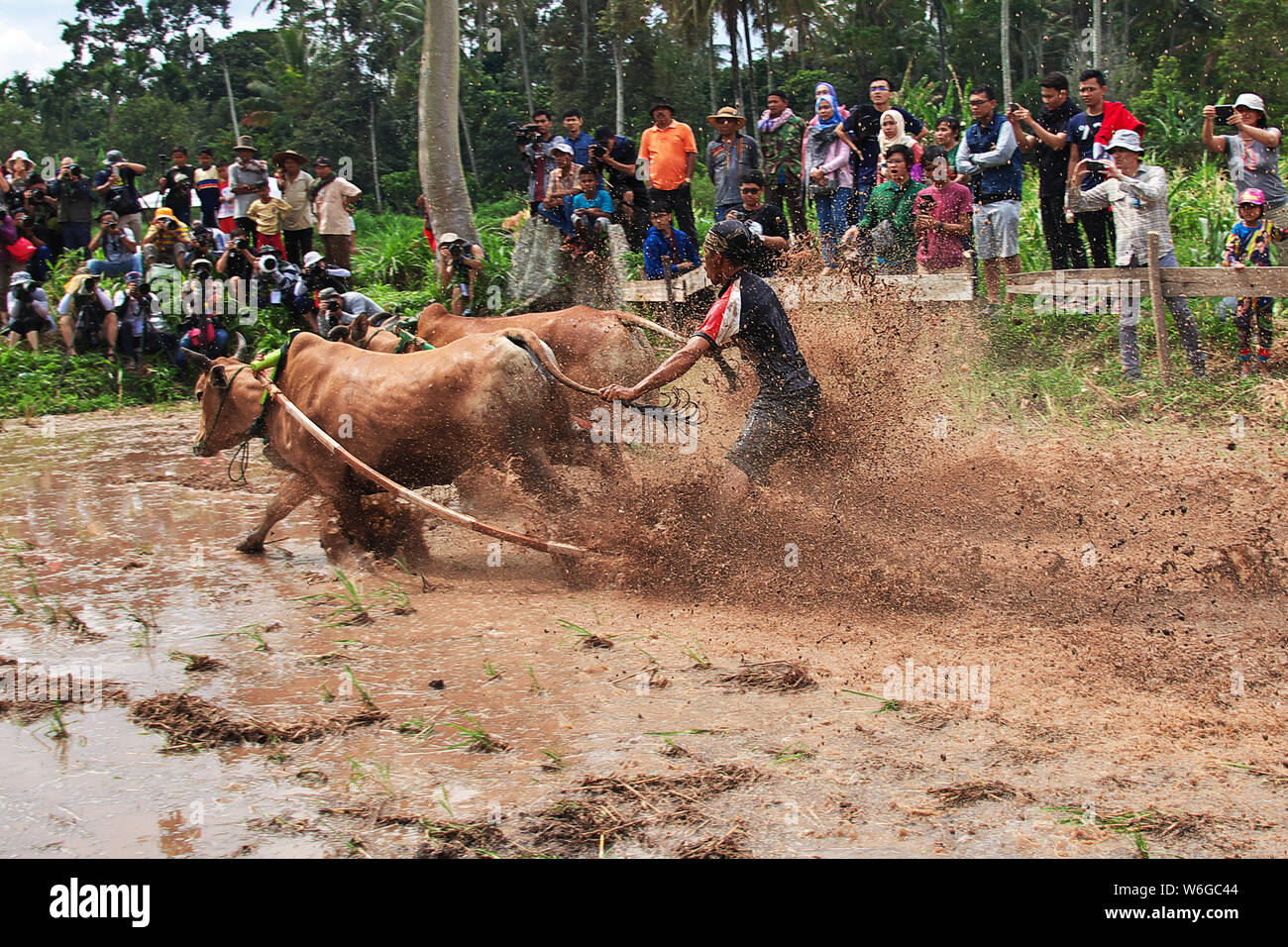 Pacu jawi bull hi-res stock photography and images - Alamy