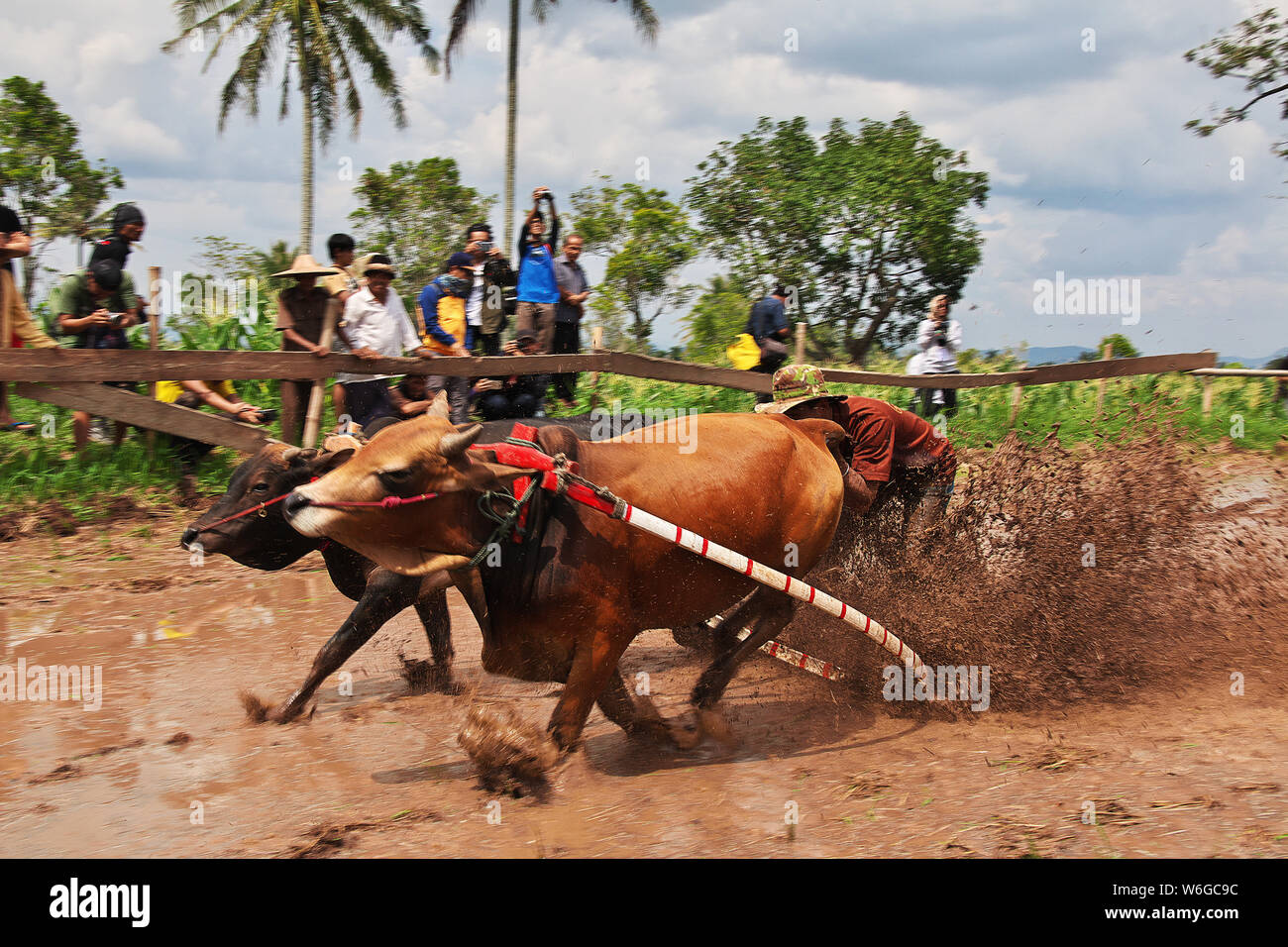 Padang, Indonesia - 30 Jul 2016. Festival Pacu Jawi (The bull racing ...