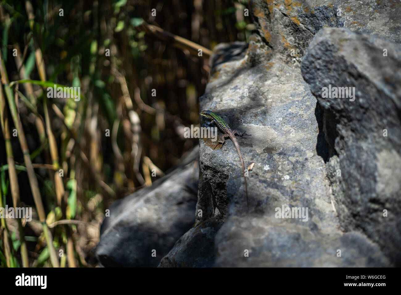 Green lizard on rock hi-res stock photography and images - Alamy
