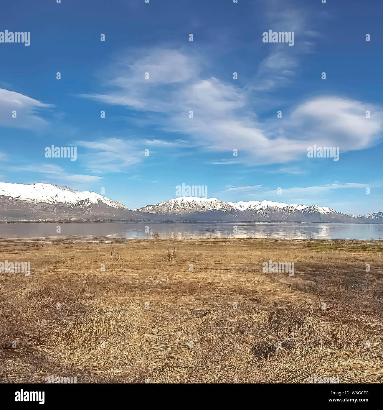 Square Brown grasses and small trees thriving on the shore of a shiny ...