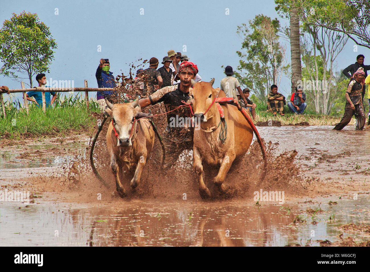 Padang, Indonesia - 30 Jul 2016. Festival Pacu Jawi (The bull racing ...